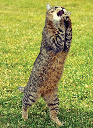 Cardfool - Personalize and Send Funny Cards and Ecards!